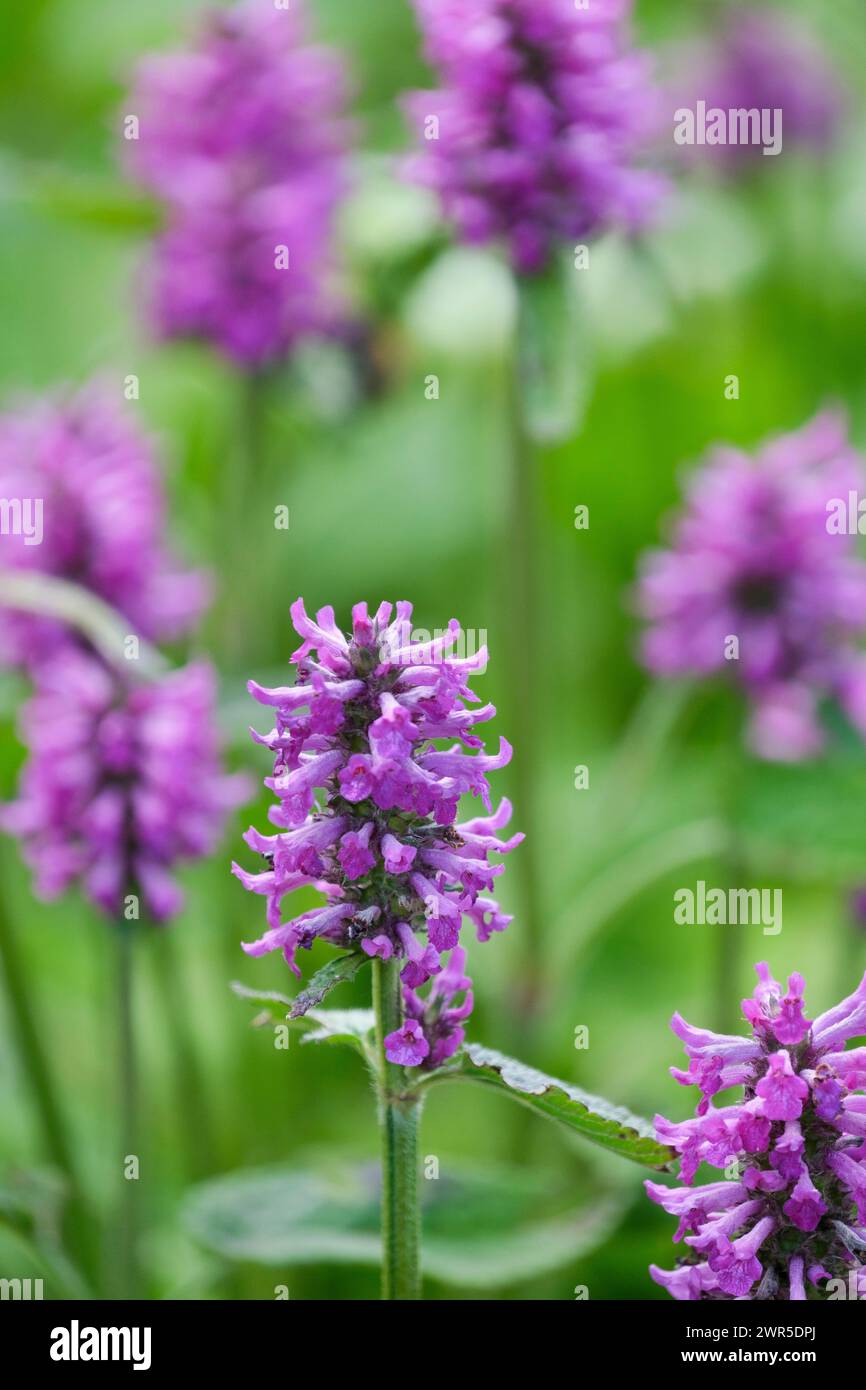 Stachys officinalis Hummelo, betony Hummelo, spikes of purplish-pink ...