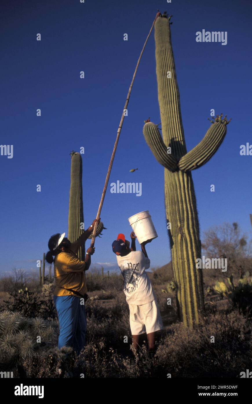 Saguaro harvest tohono hi-res stock photography and images - Alamy