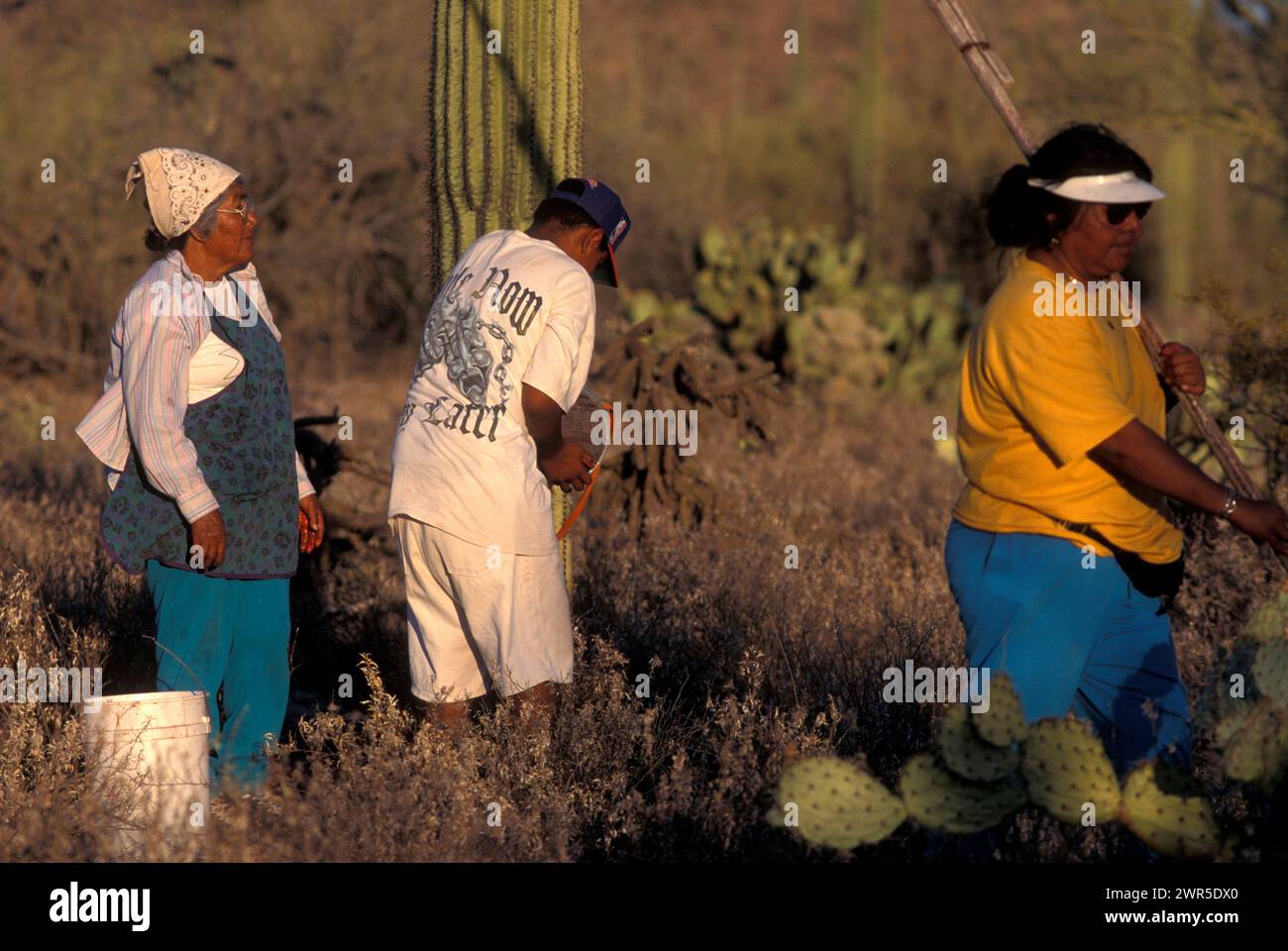 Saguaro harvest tohono hi-res stock photography and images - Alamy