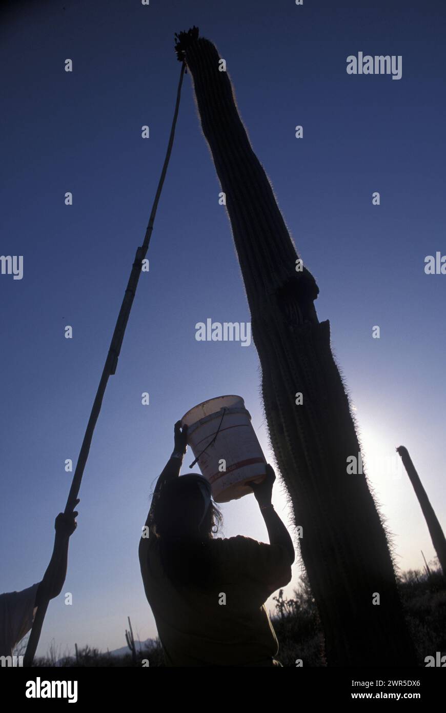 Saguaro harvest tohono hi-res stock photography and images - Alamy