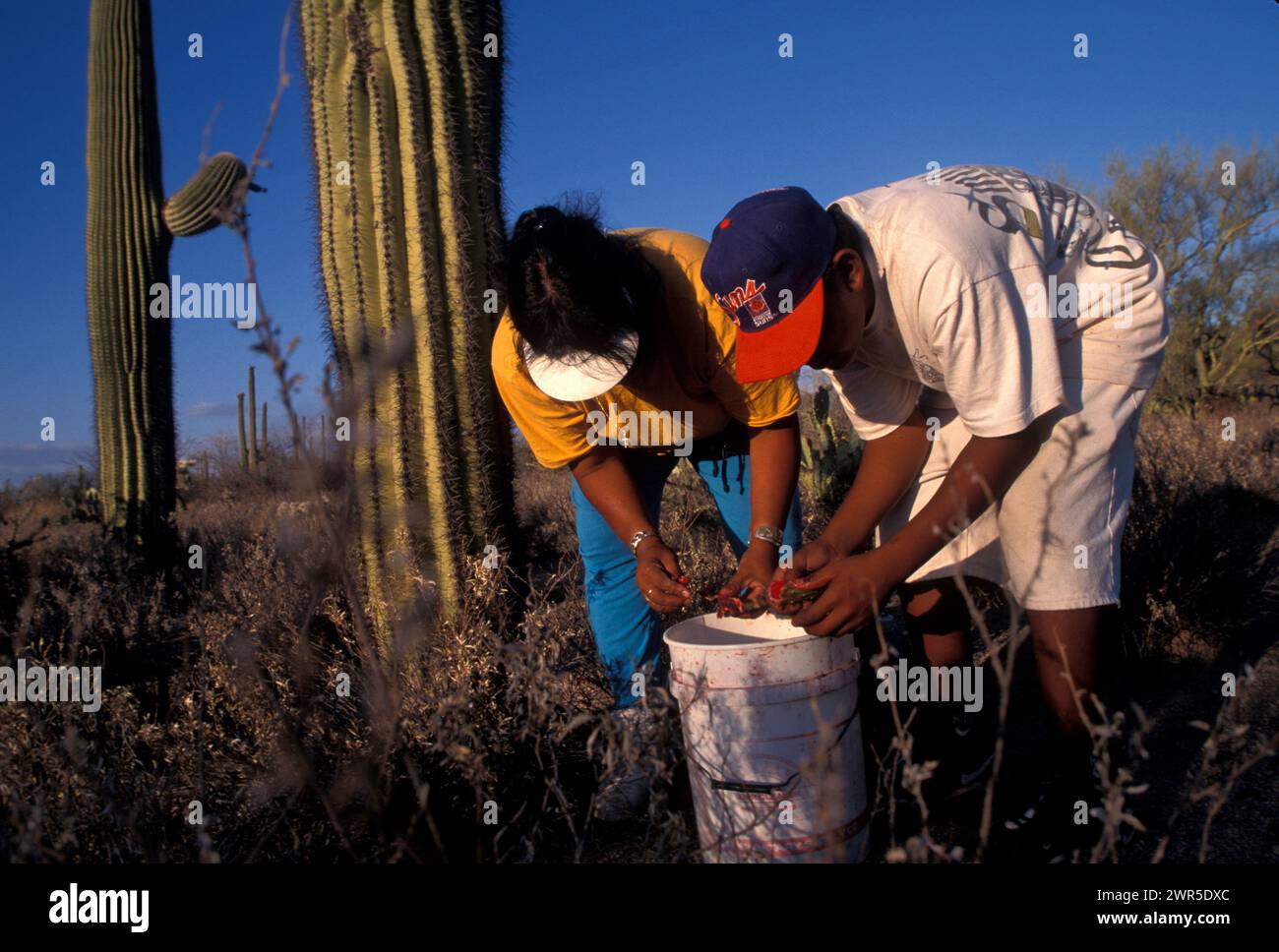 Saguaro harvest tohono hi-res stock photography and images - Alamy