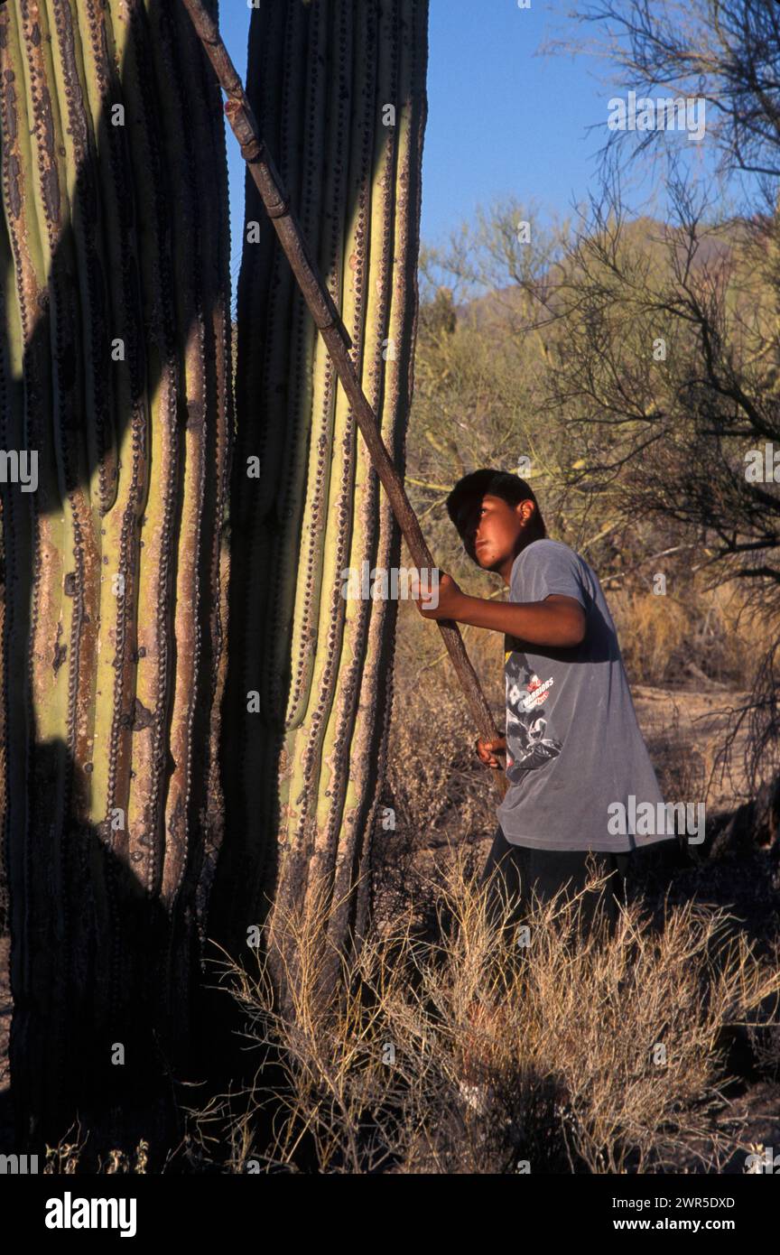 Saguaro harvest tohono hi-res stock photography and images - Alamy