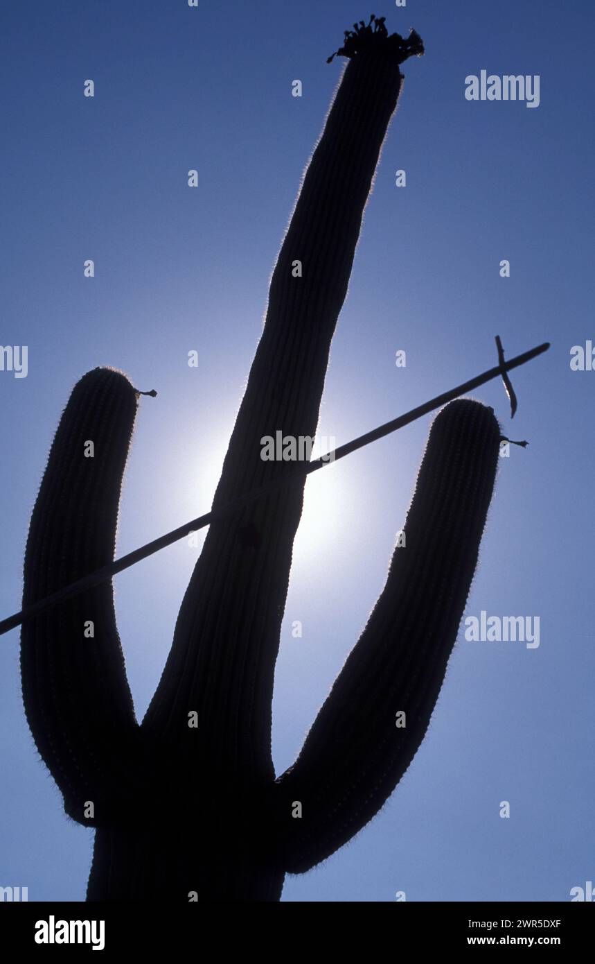 cactus fruit harvest Stock Photo - Alamy