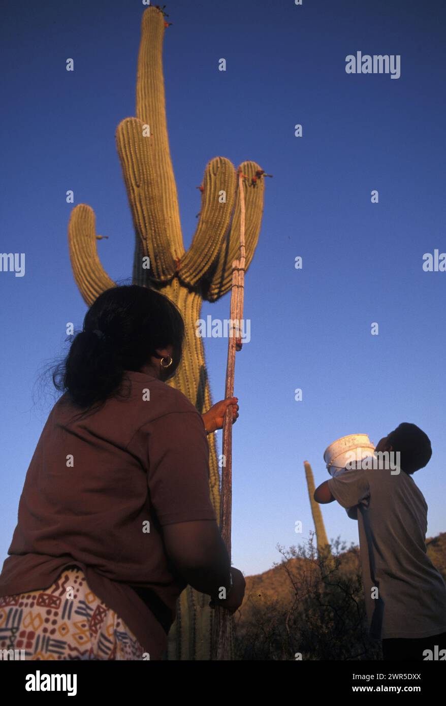 Saguaro harvest tohono hi-res stock photography and images - Alamy