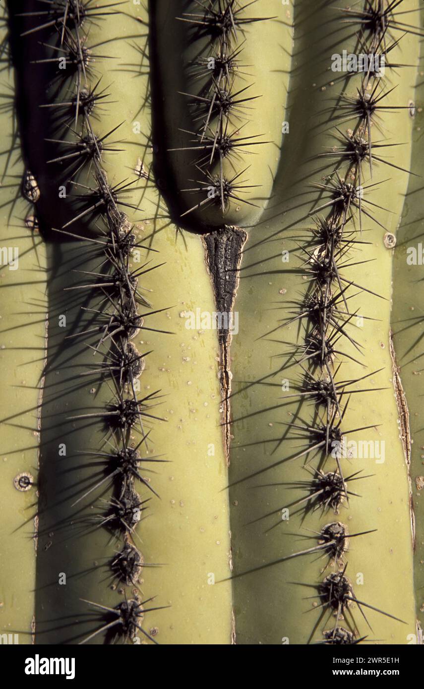 Different shapes of cactus plants standing upright, Arizona, USA Stock ...
