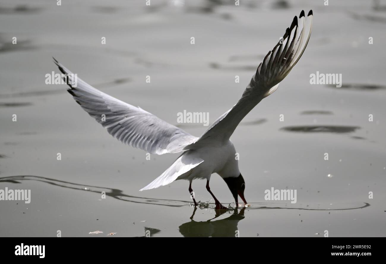 KORLA, CHINA - MARCH 10, 2024 - A red-billed gull is catching a fish in ...