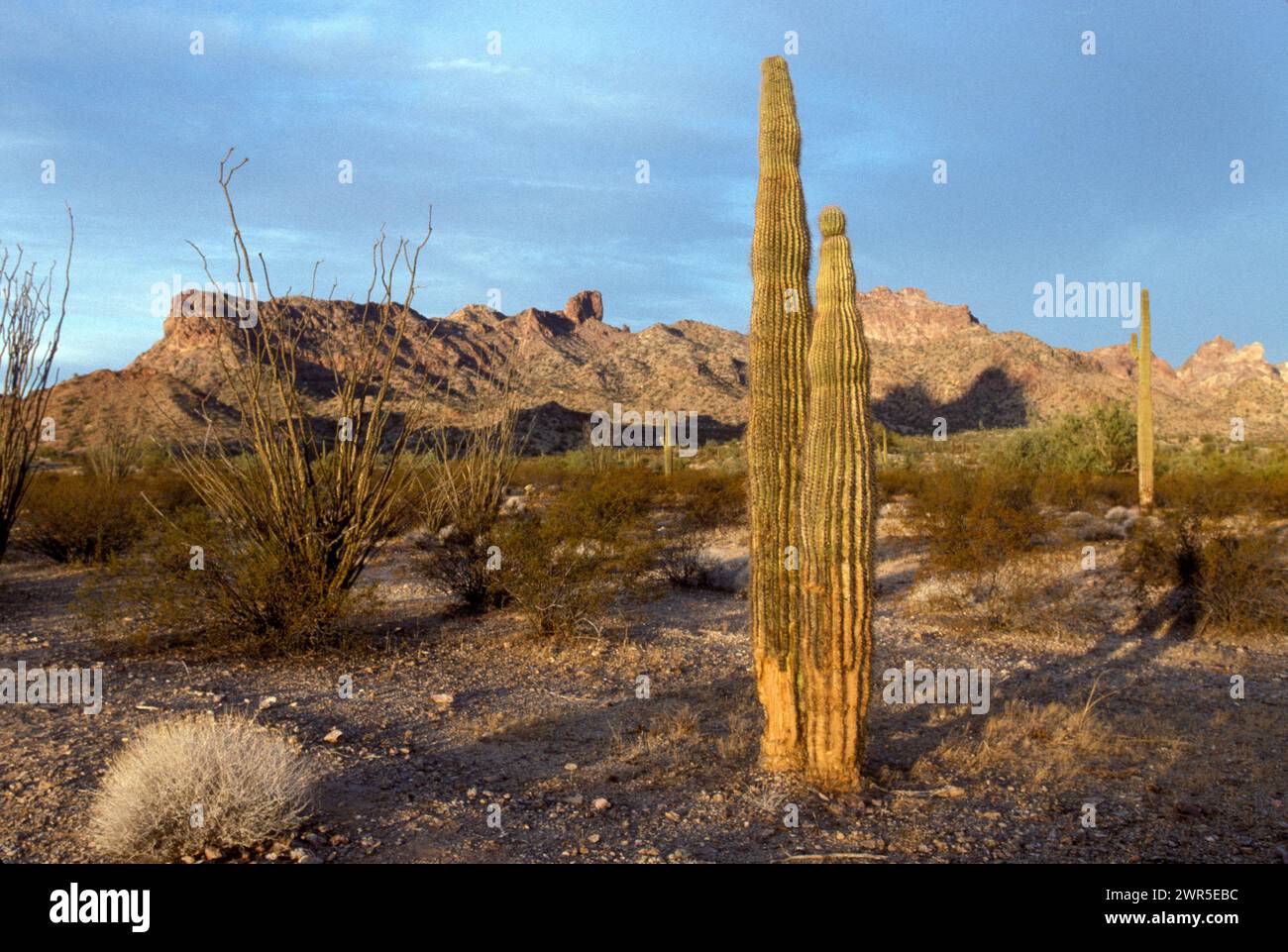 Sonaran desert hi-res stock photography and images - Alamy