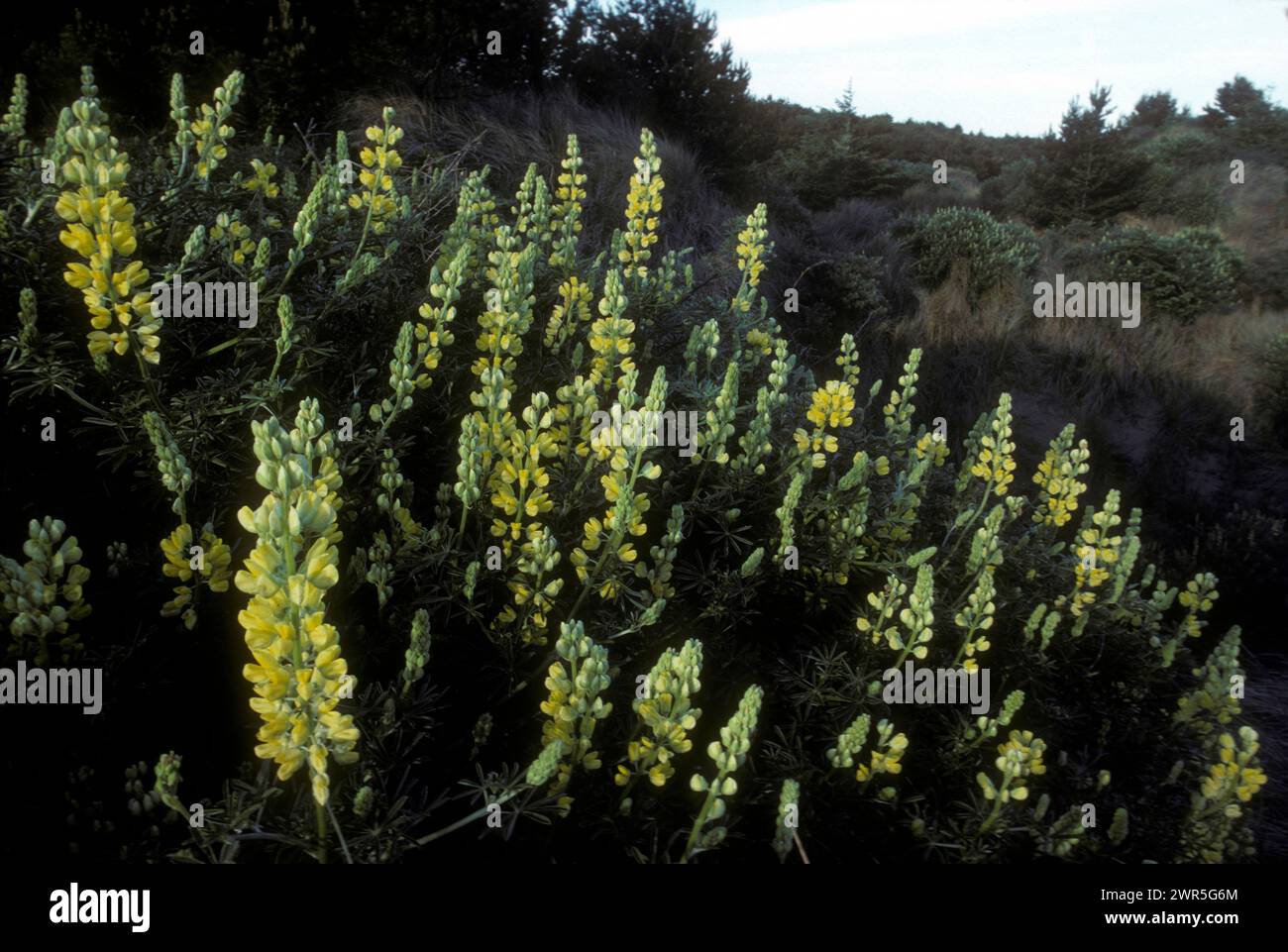 Flowers in Bullards Beach State Park near Bandon, Oregon Stock Photo ...