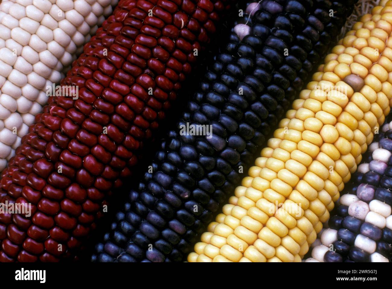 Native americans corn hi-res stock photography and images - Alamy
