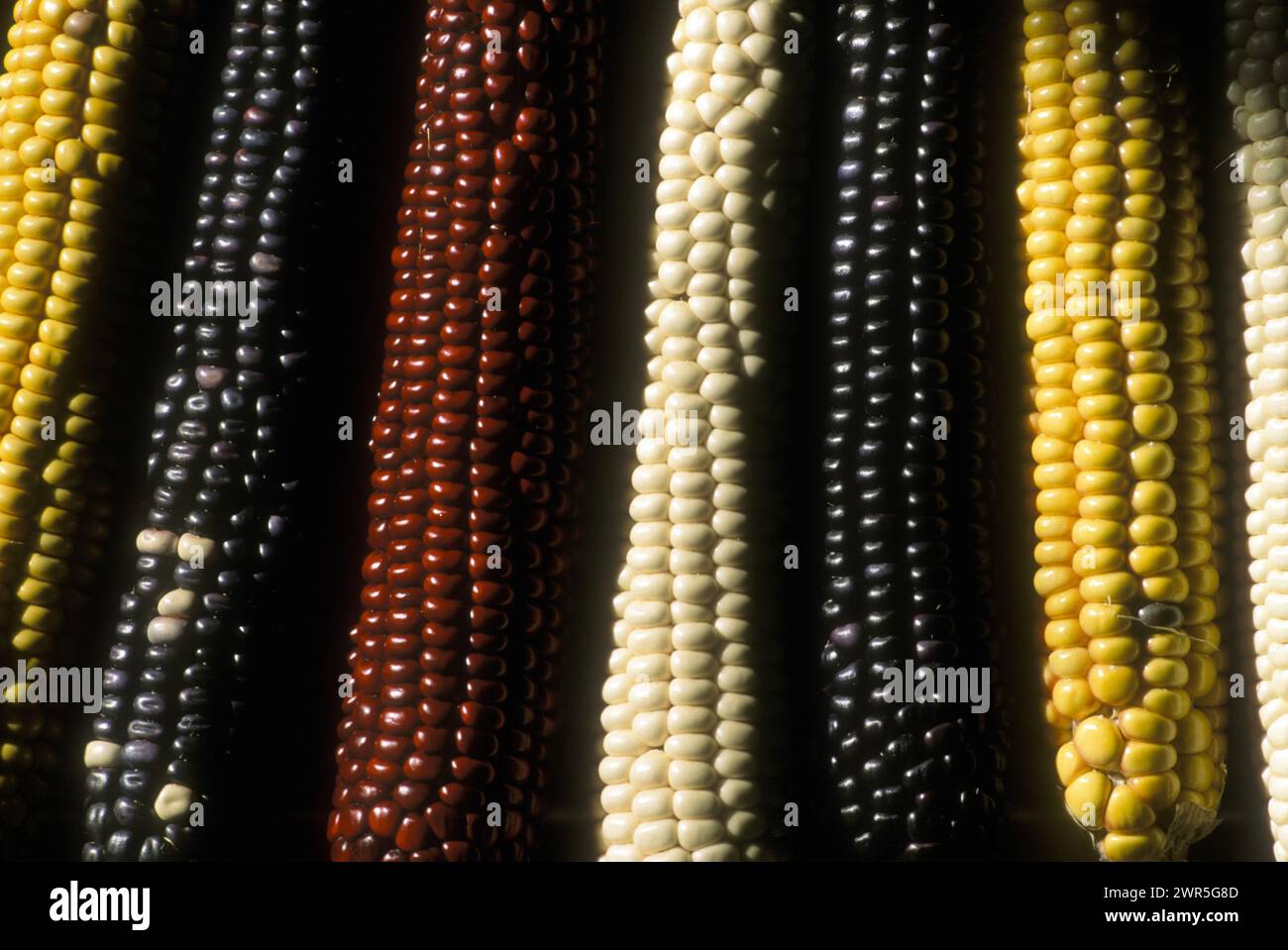 Different colors of corn placed close to each other, Arizona, USA Stock ...