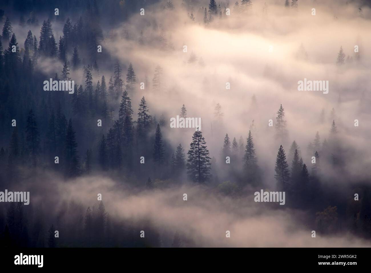USA: California: Yosemite National Park: Fog rolls through Yosemite ...