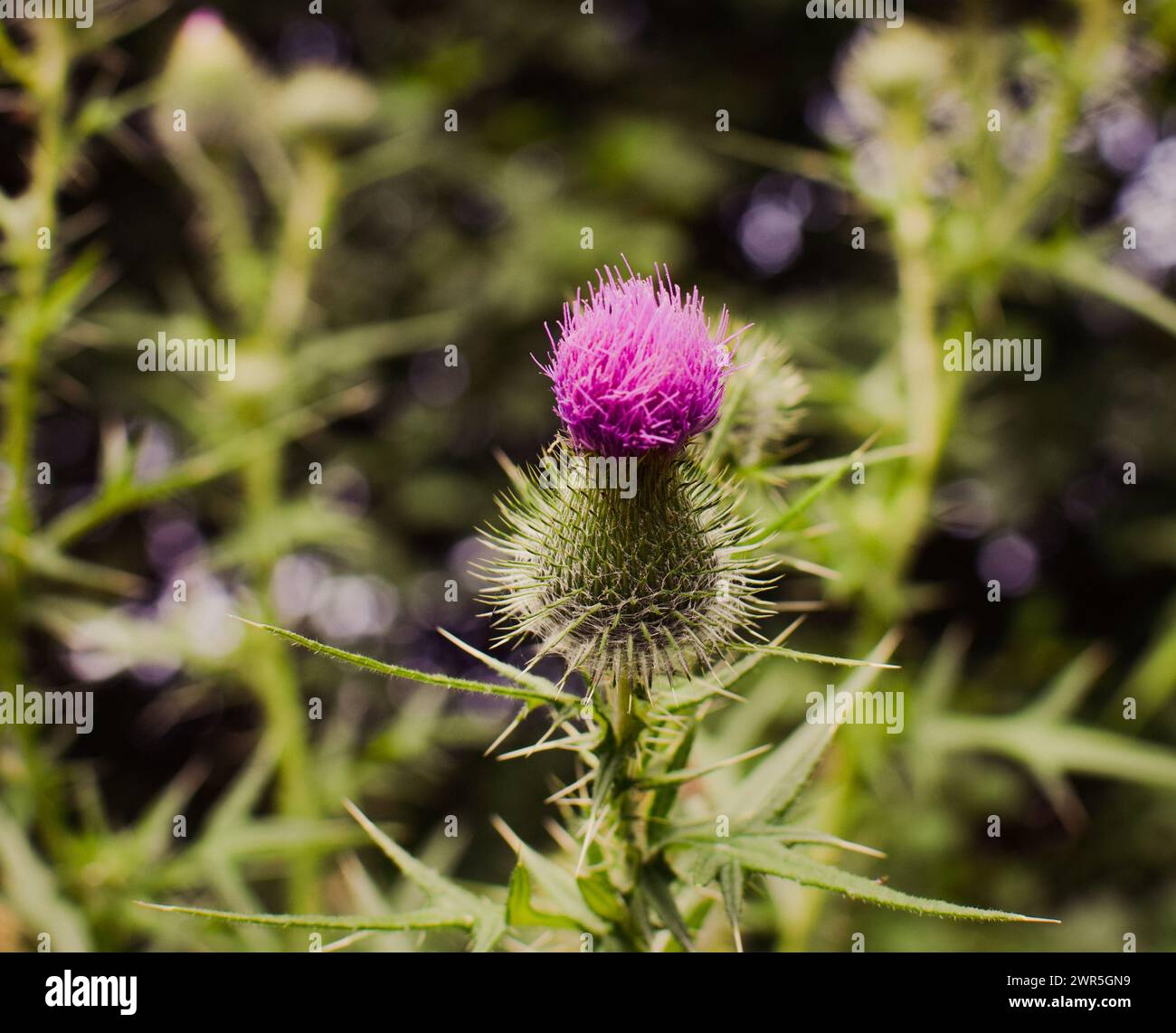 Bull Thistle in Bloom Stock Photo - Alamy