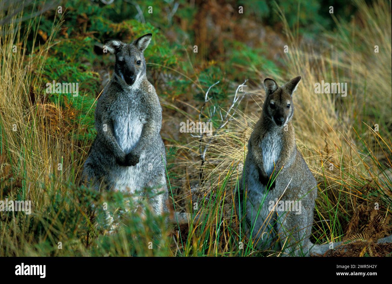 Lavinia state reserve hi-res stock photography and images - Alamy
