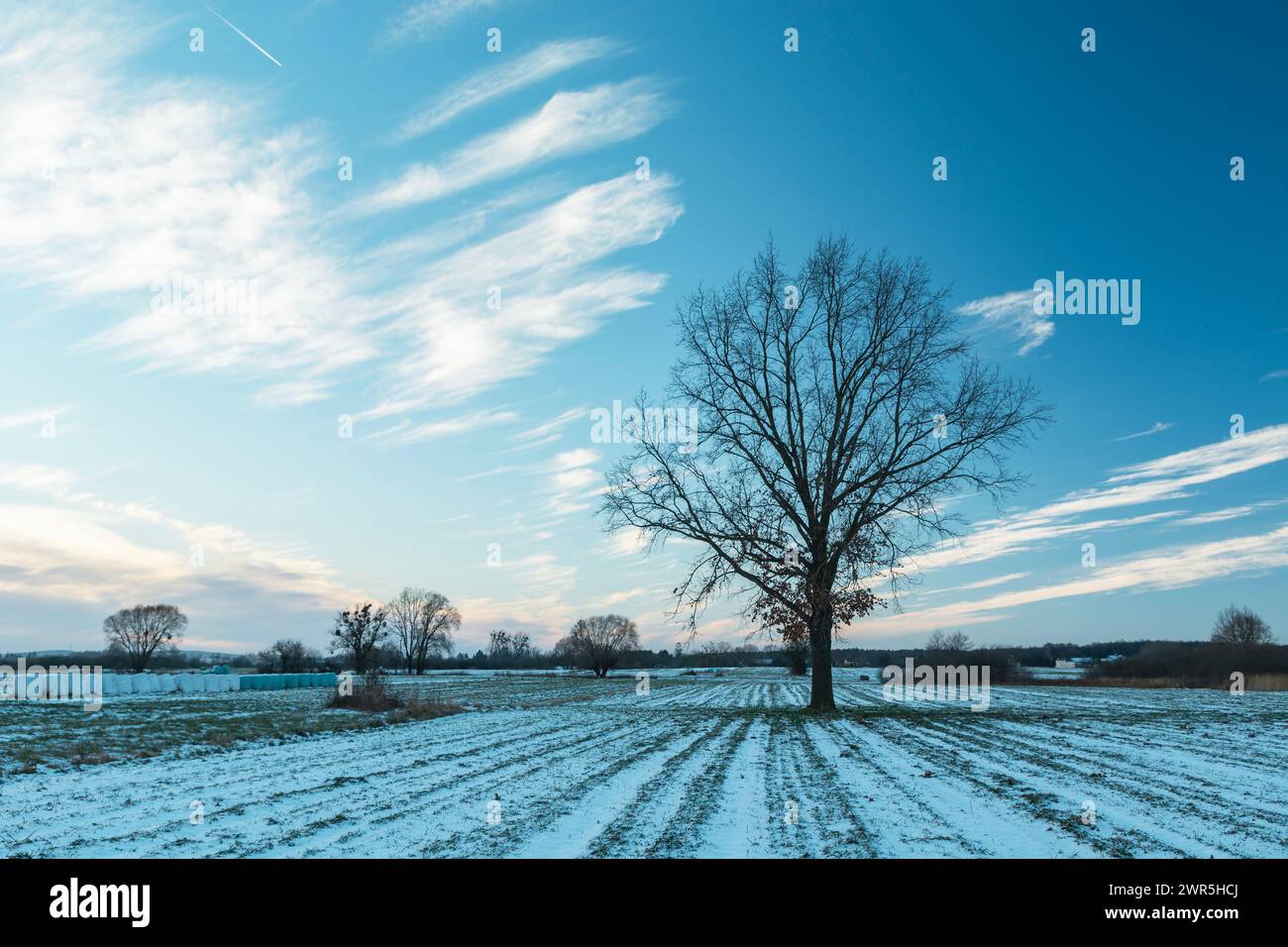 Tree growing in snowy rural hi-res stock photography and images - Alamy