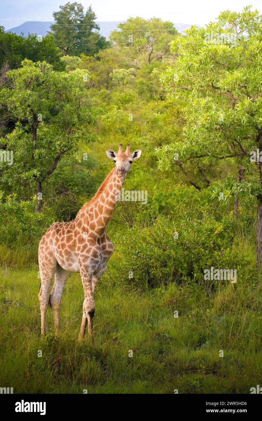 A giraffe stands amidst the lush greenery of Kruger National Park. The ...