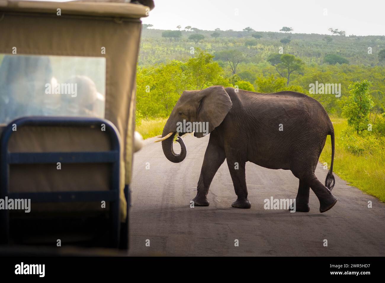 An African elephant is captured traversing a road in the fading light ...
