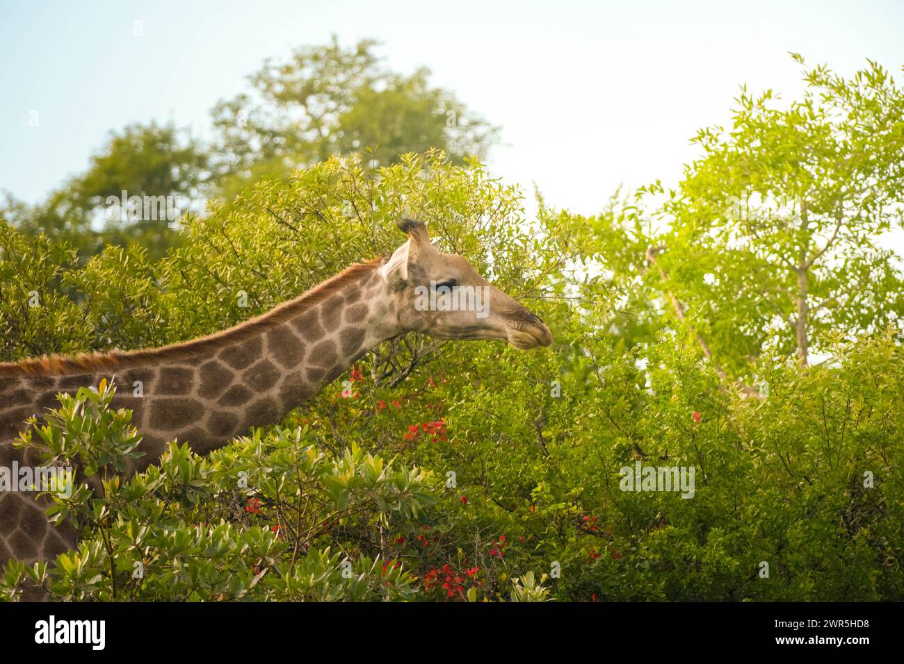 A giraffe stretches its long neck to reach the leaves of a lush tree in ...