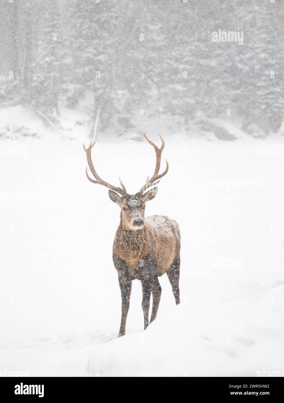 Male red deer standing in hi-res stock photography and images - Alamy