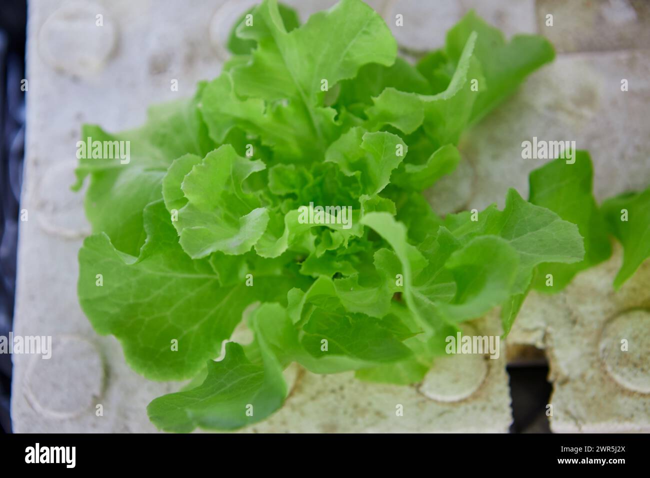 Hydroponics Green Oak growing in a foam box Stock Photo - Alamy