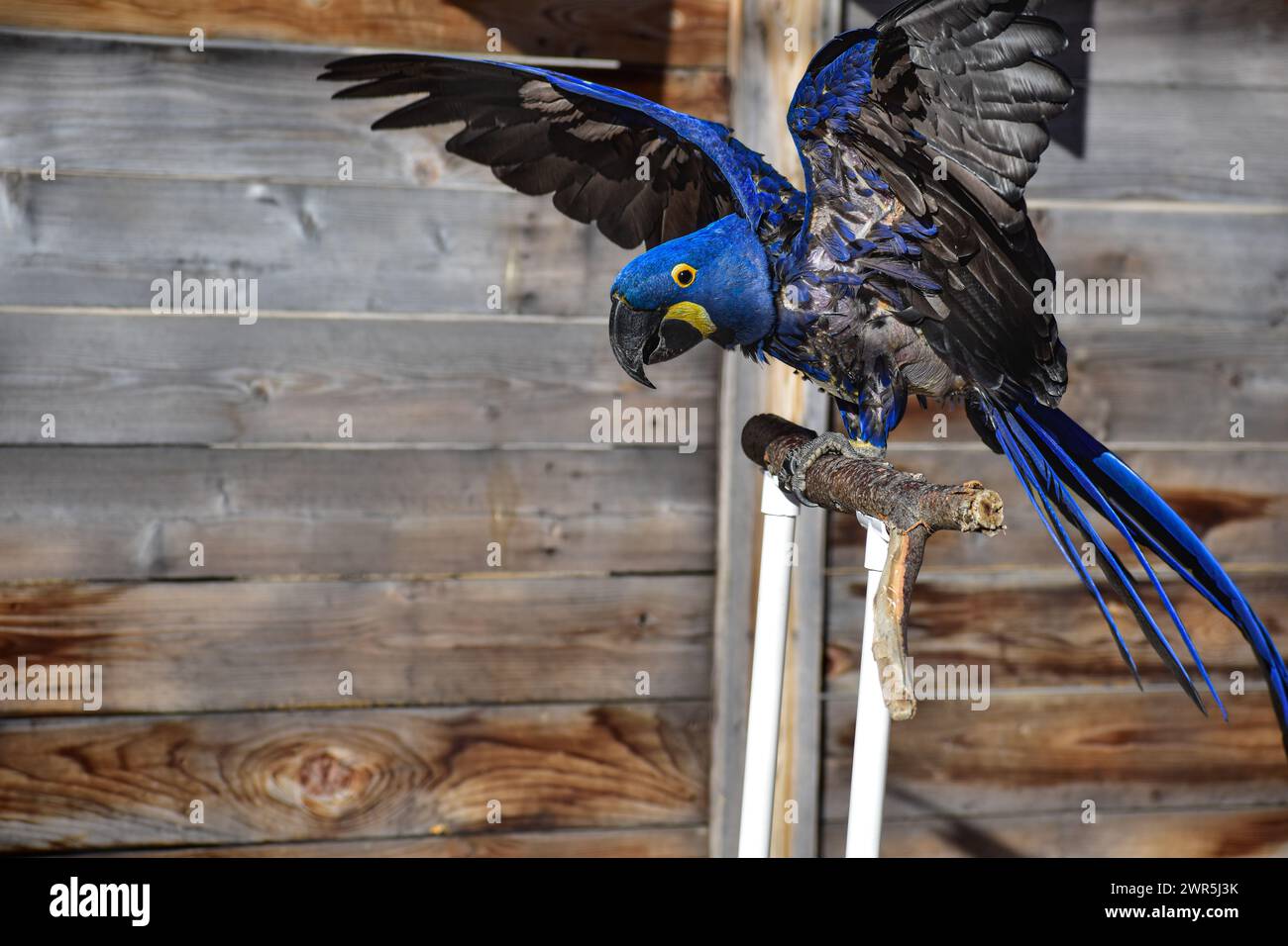 Hyacinth Macaw Flight Training Verson 2 Stock Photo - Alamy