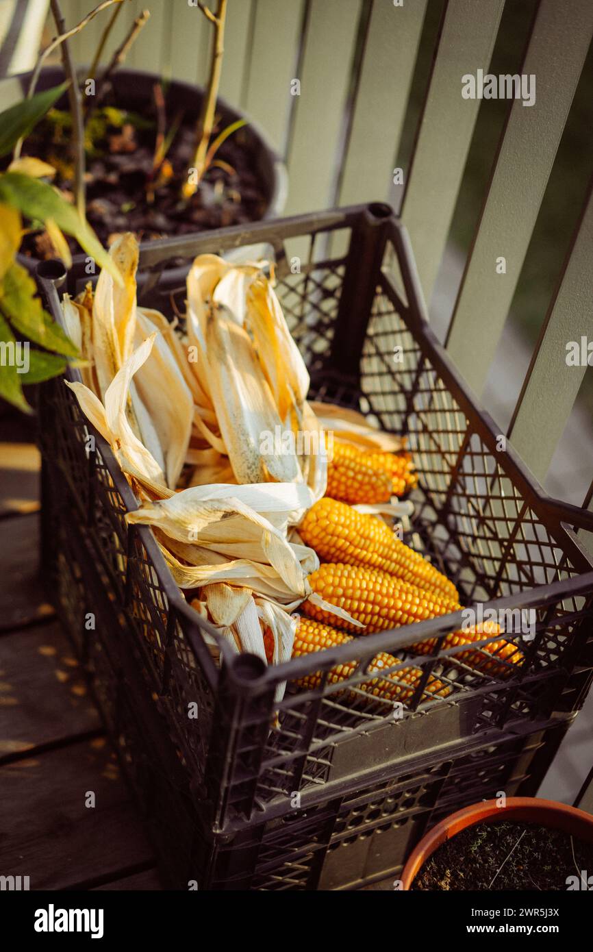 Corn cob fuel hi-res stock photography and images - Alamy