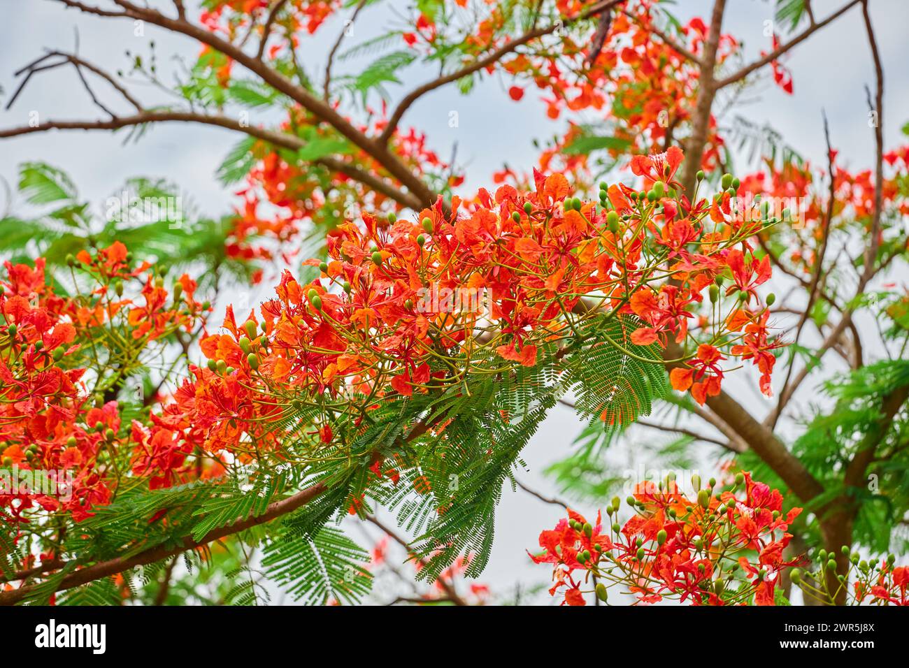 Flamboyant tree flower hi-res stock photography and images - Alamy
