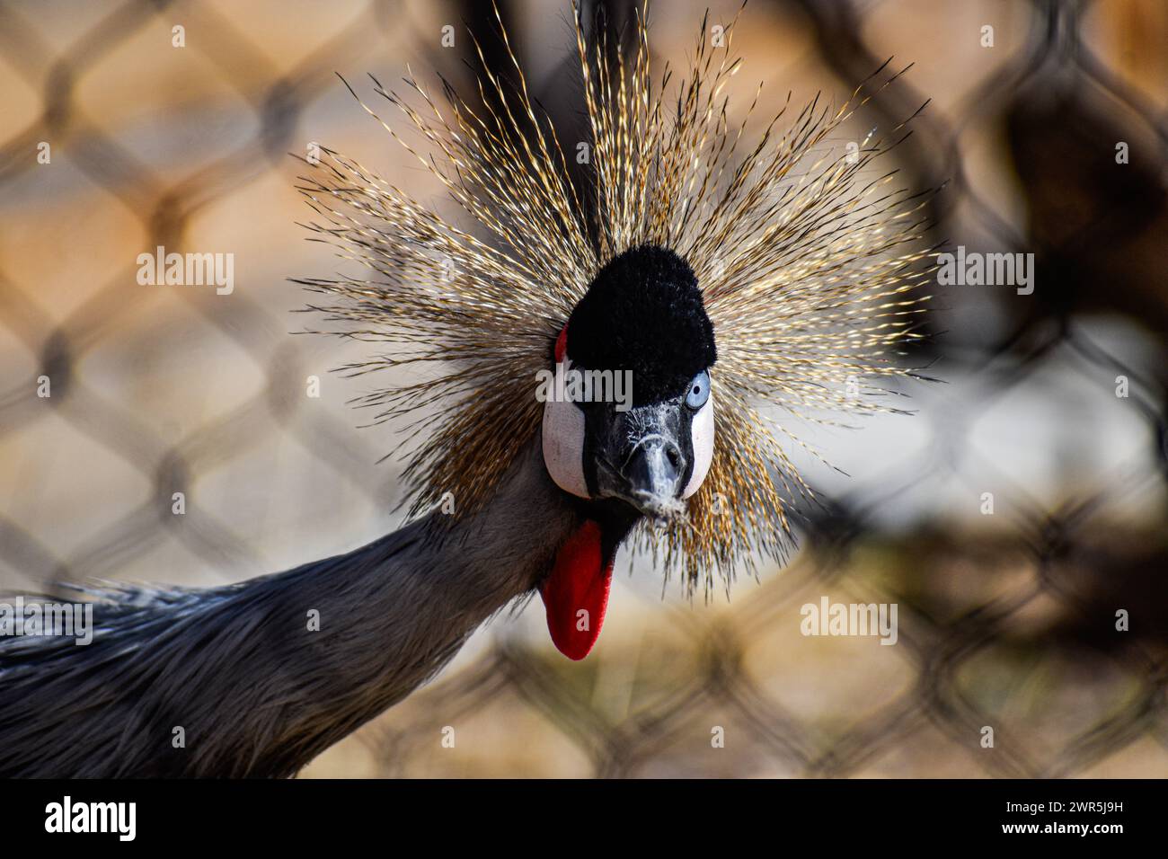 African Grey Crown Crane Looking Suprised Stock Photo - Alamy