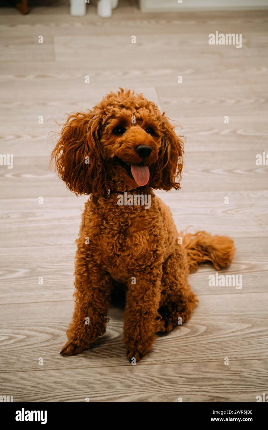 A small poodle sitting with his tongue hanging out Stock Photo - Alamy