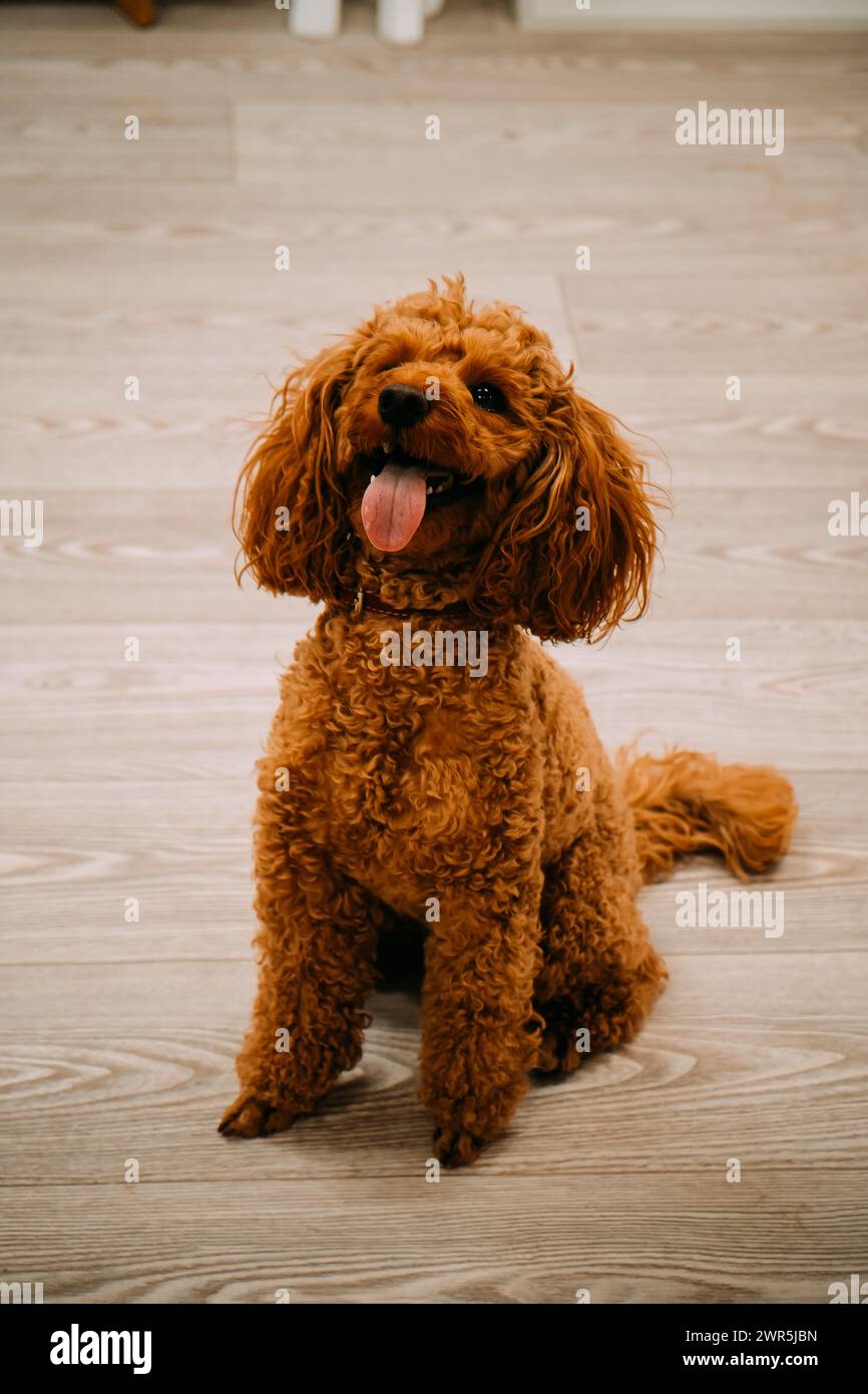 A small poodle sitting looking with a devoted gaze Stock Photo - Alamy