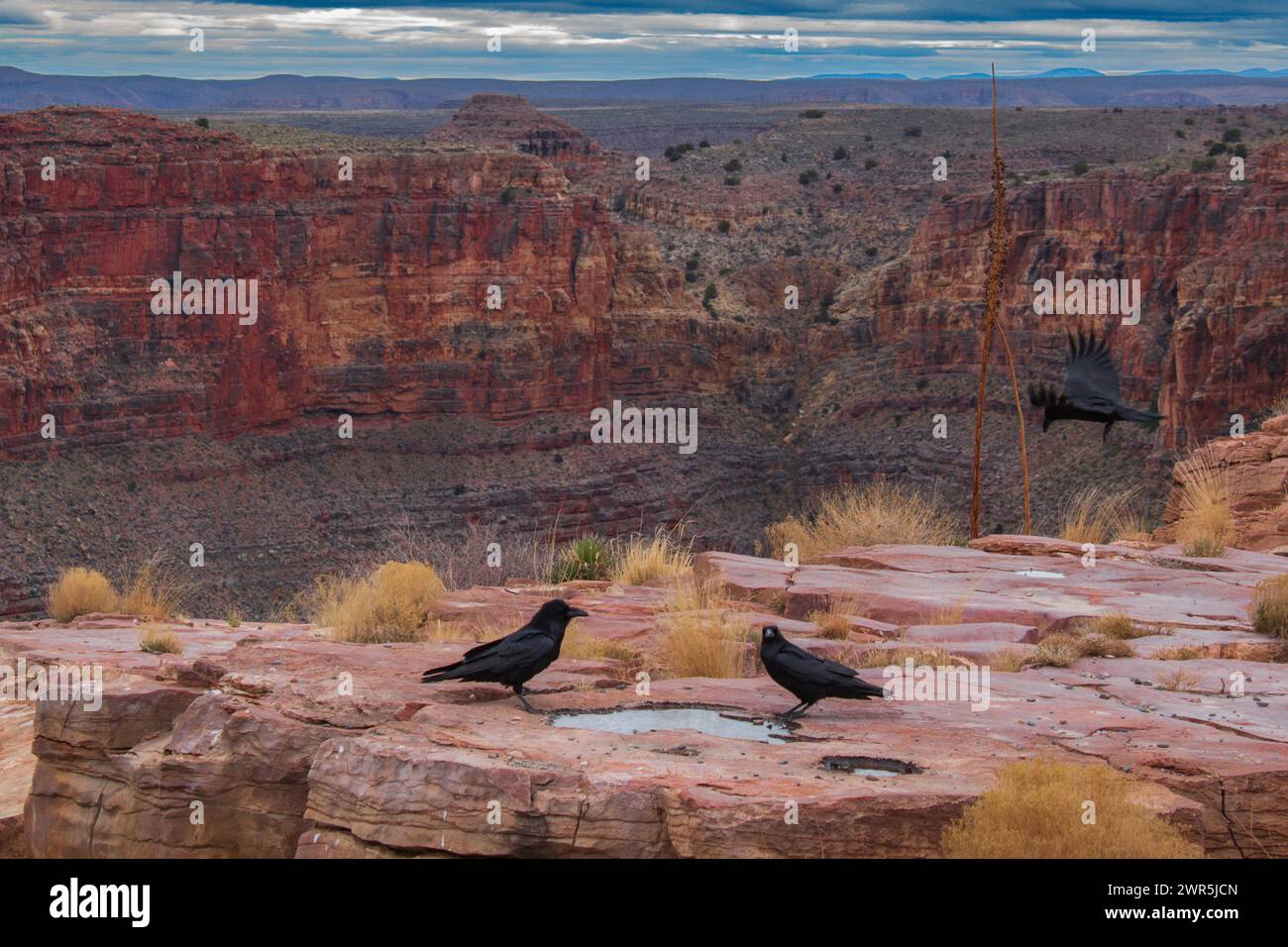 A trio of crows resting against mountains at the Grand Canyon Stock ...
