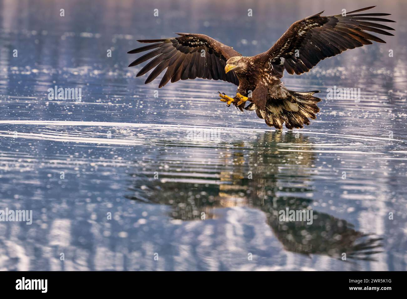 Eagle with wings spread, lifting off water Stock Photo - Alamy
