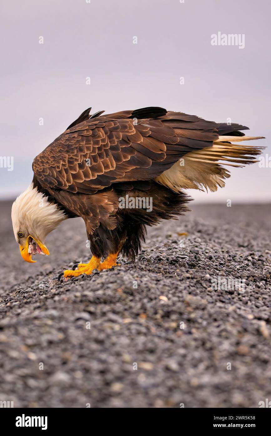 A lone bald eagle sits with wings spread on the ground Stock Photo - Alamy