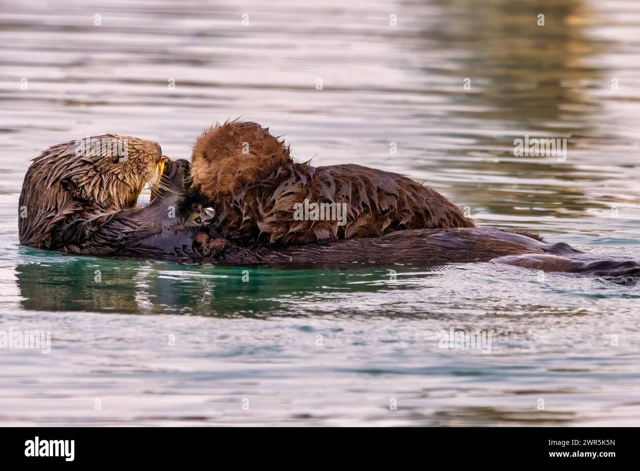 Cute sea otters pup hi-res stock photography and images - Alamy