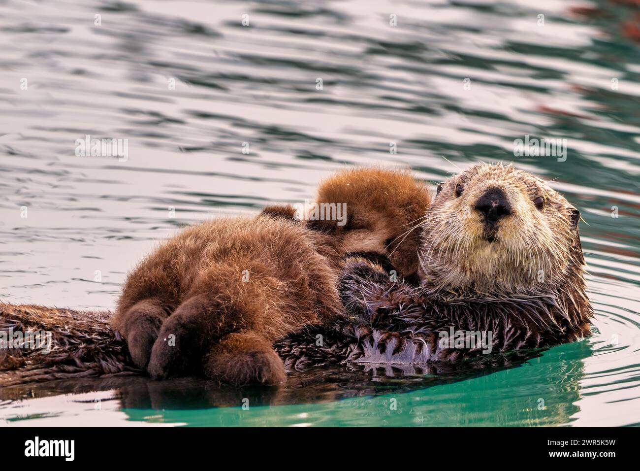 Cute sea otters pup hi-res stock photography and images - Alamy