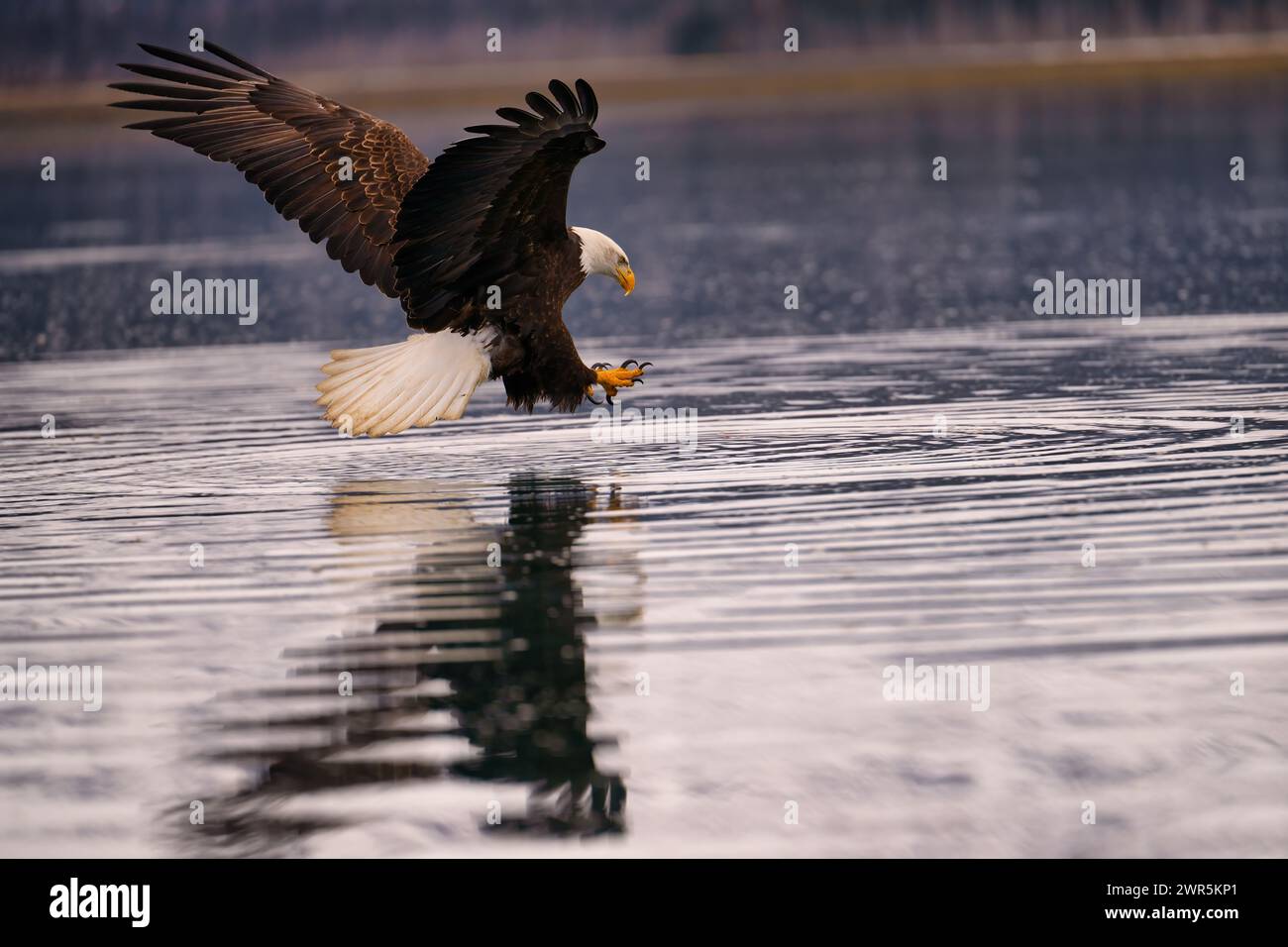 Eagle soaring close to water surface Stock Photo - Alamy