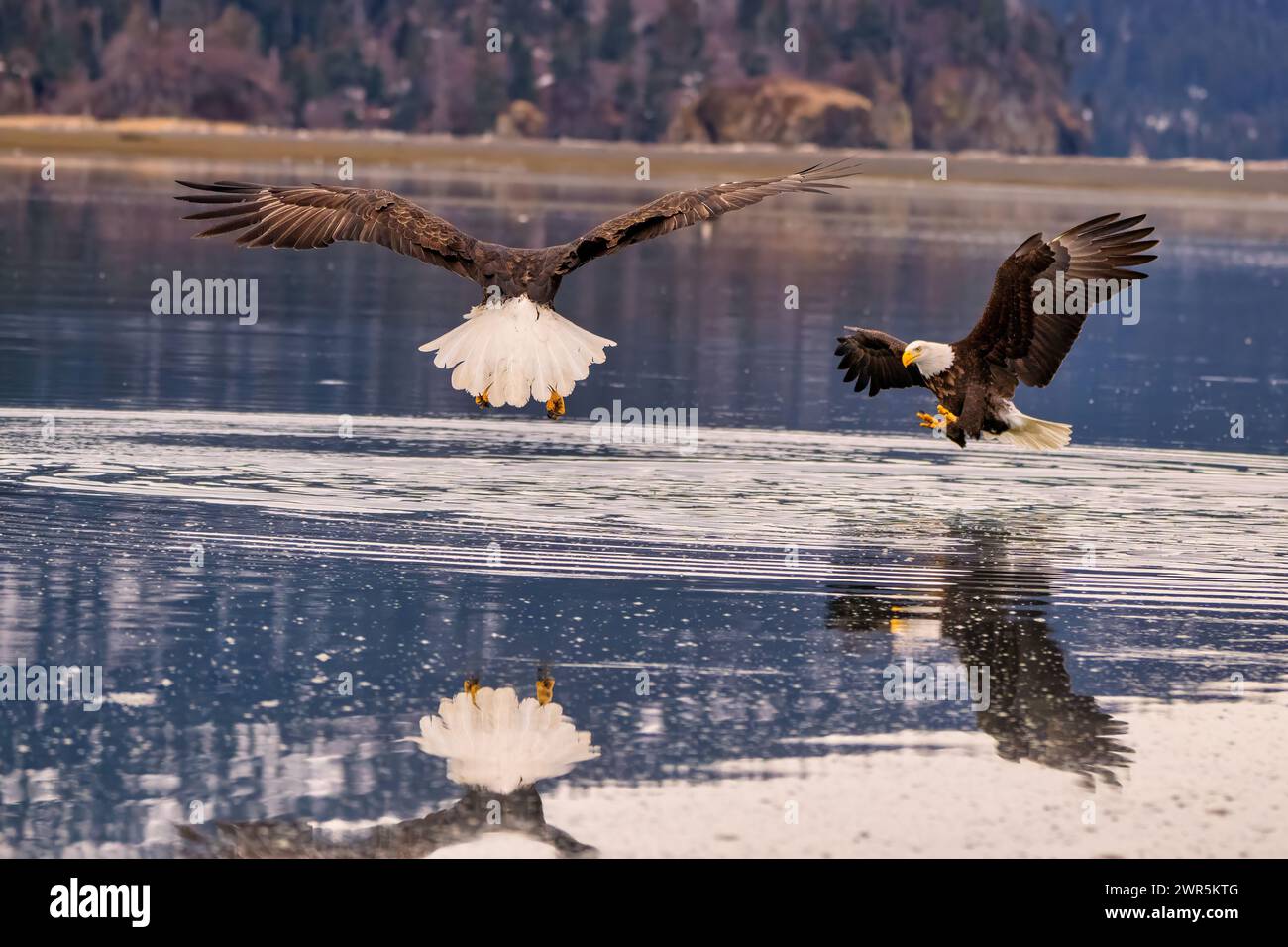 Bald eagles gracefully land on water near trees Stock Photo - Alamy