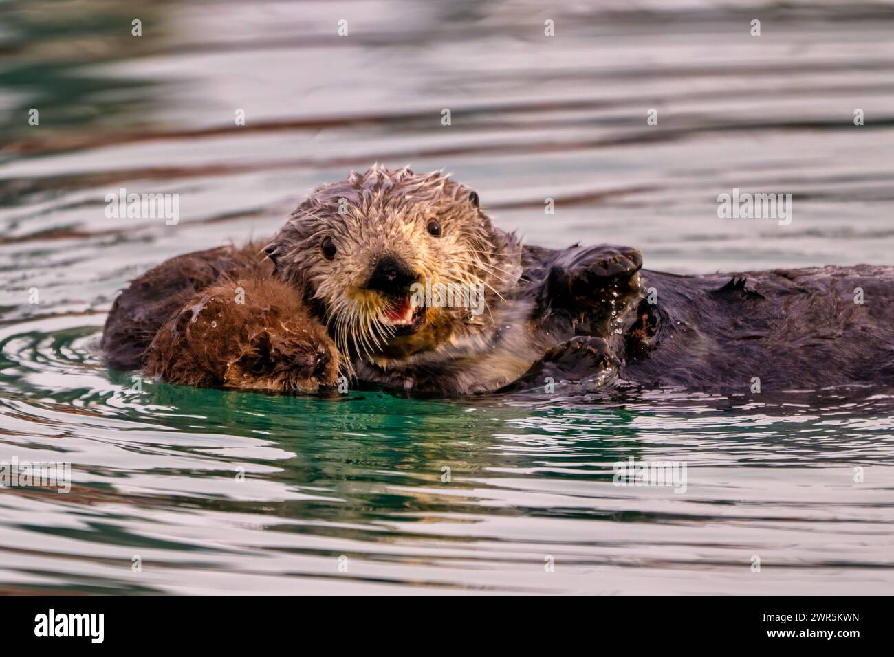 Cute sea otters pup hi-res stock photography and images - Alamy