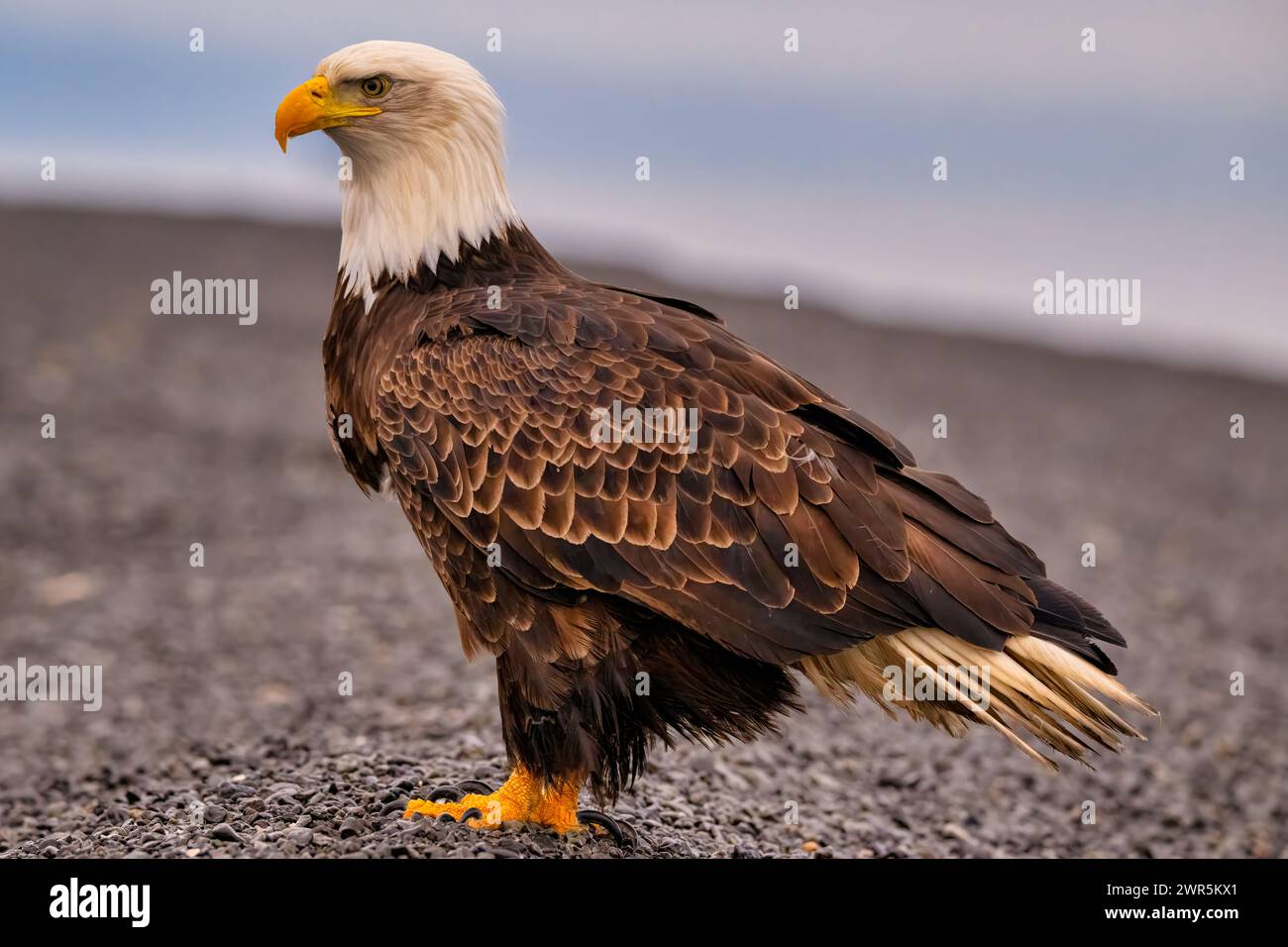 Bowed head bird hi-res stock photography and images - Alamy