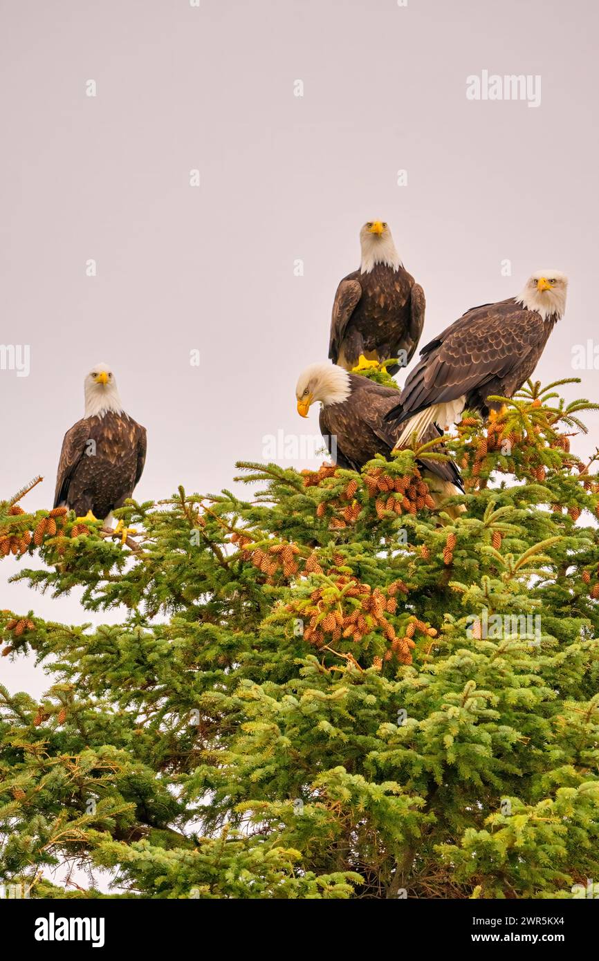 Eating eagles hi-res stock photography and images - Alamy