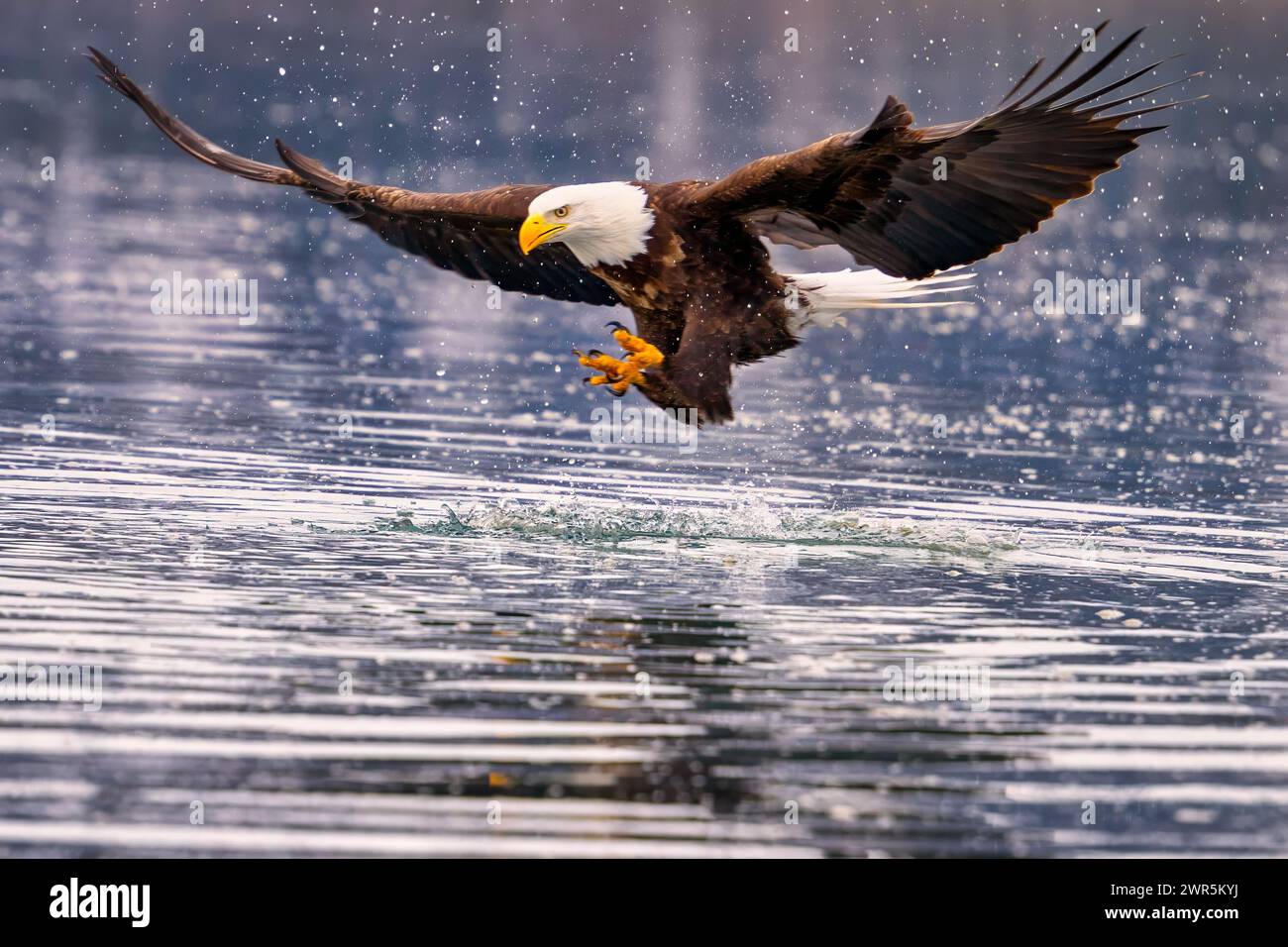 Bald eagle in flight with landing gear extended, landing on water Stock ...