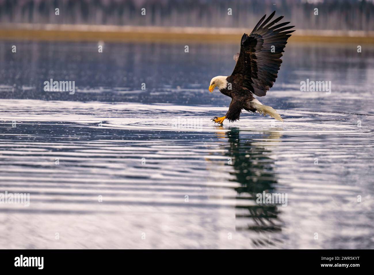 Bald eagle flying over water hi-res stock photography and images - Alamy