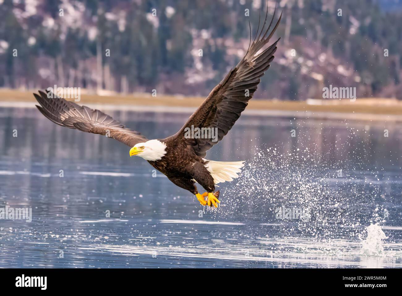 An eagle soaring above water, skimming the surface and creating ...