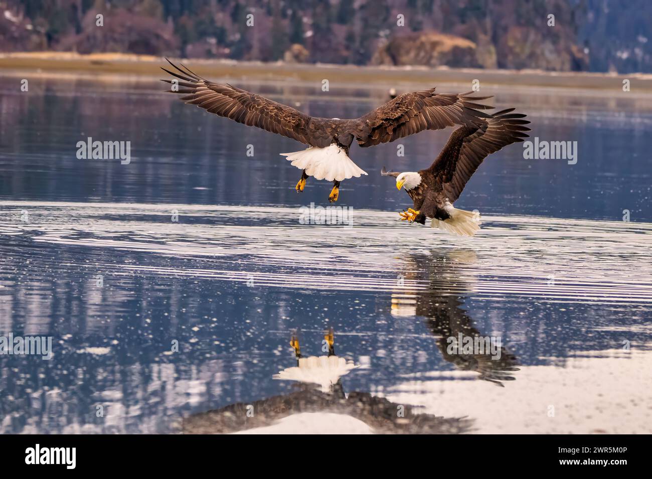 A bird in flight with talons extended over the ocean Stock Photo - Alamy