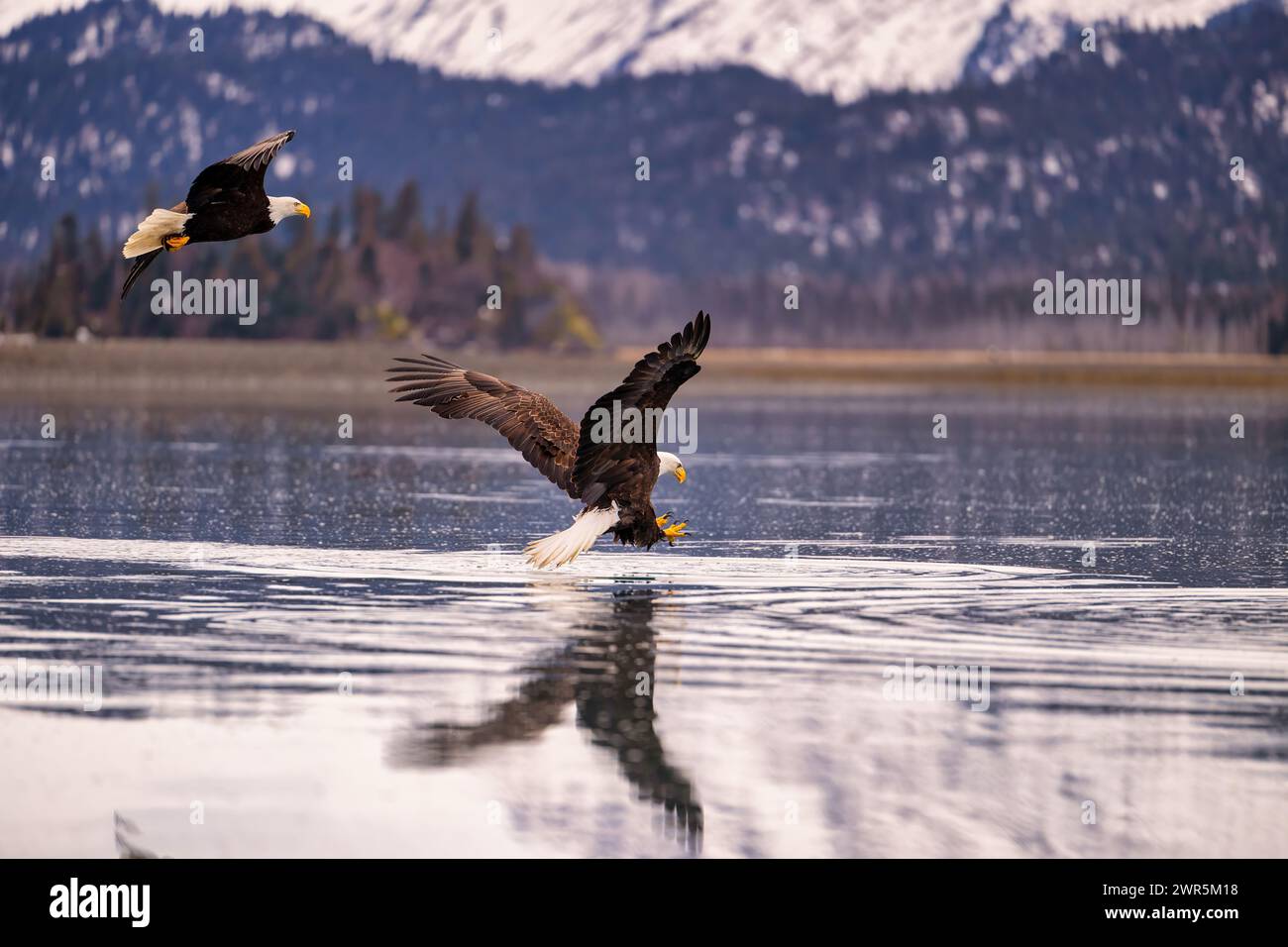 Two birds soar over water, framed by trees and mountains in the ...