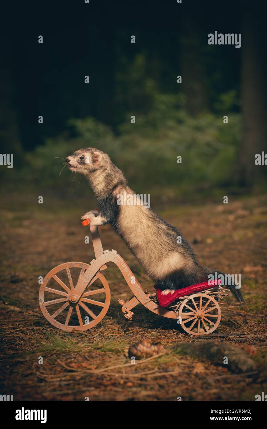 Dark standard color ferret riding a tricycle on forest way location ...