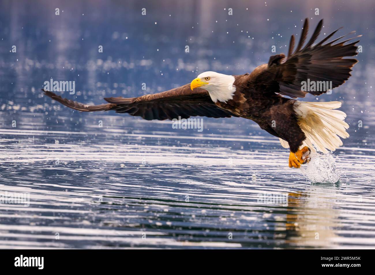 An eagle gracefully lands on the water's surface with its talon ...