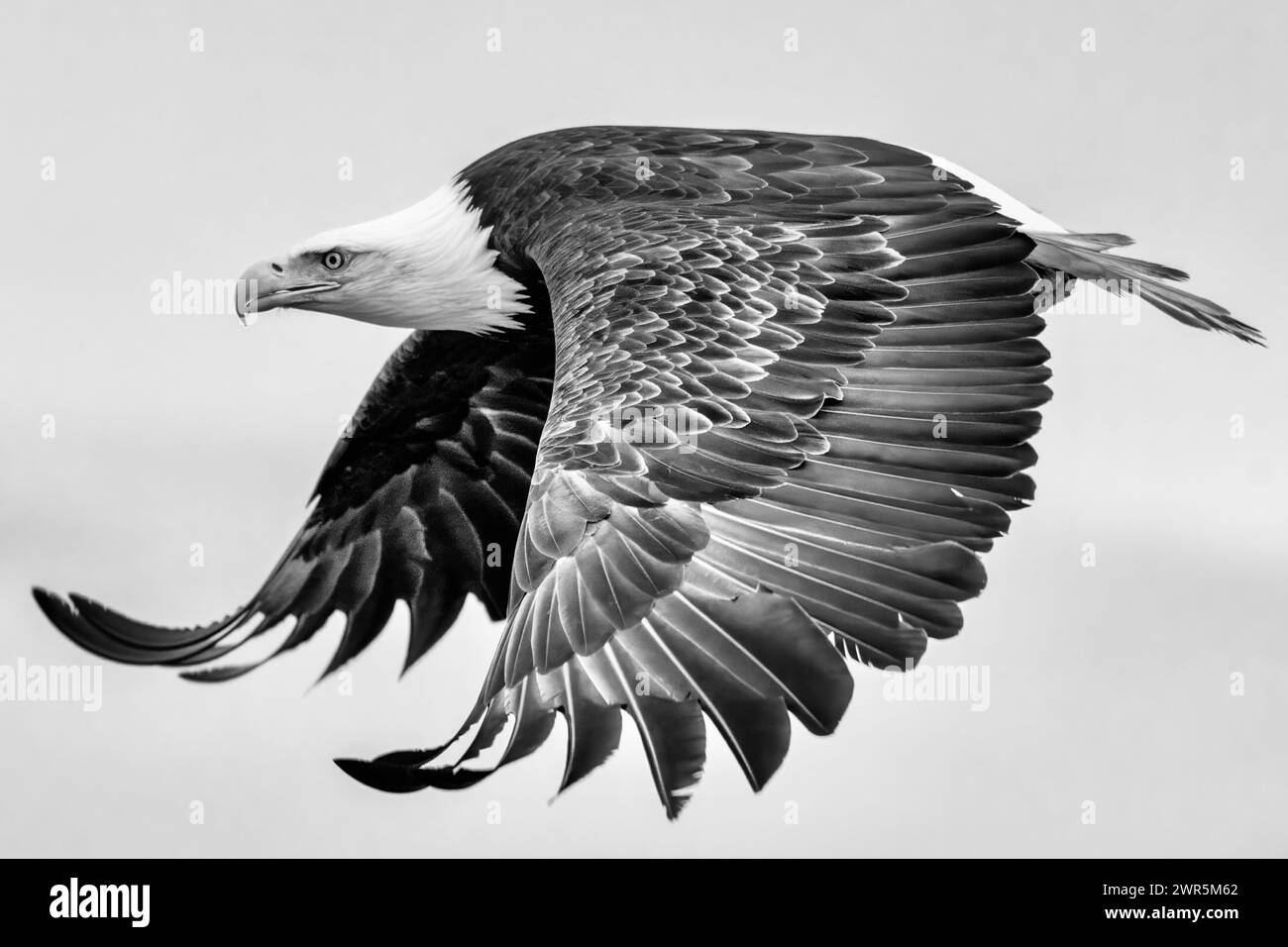 Bald eagle soaring over field with cloudy sky Stock Photo - Alamy