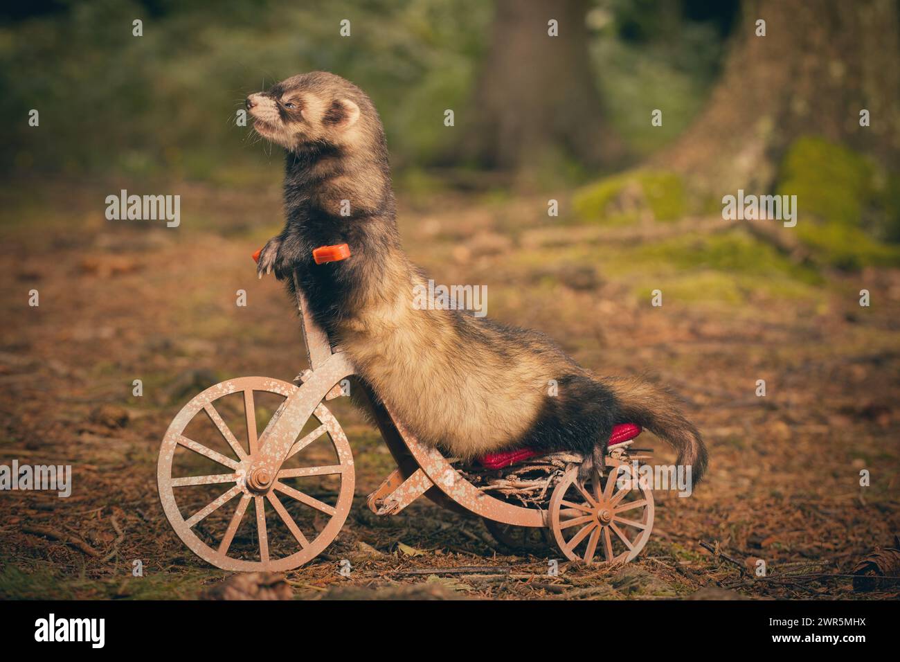Dark standard color ferret riding a tricycle on forest way location Stock Photo - Alamy