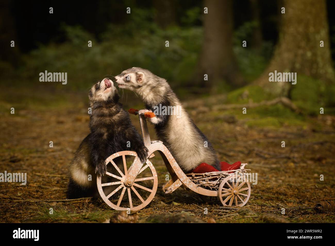 Dark standard color ferret riding a tricycle on forest way location ...