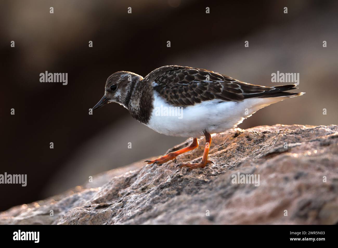 Maltese profile side hi-res stock photography and images - Alamy